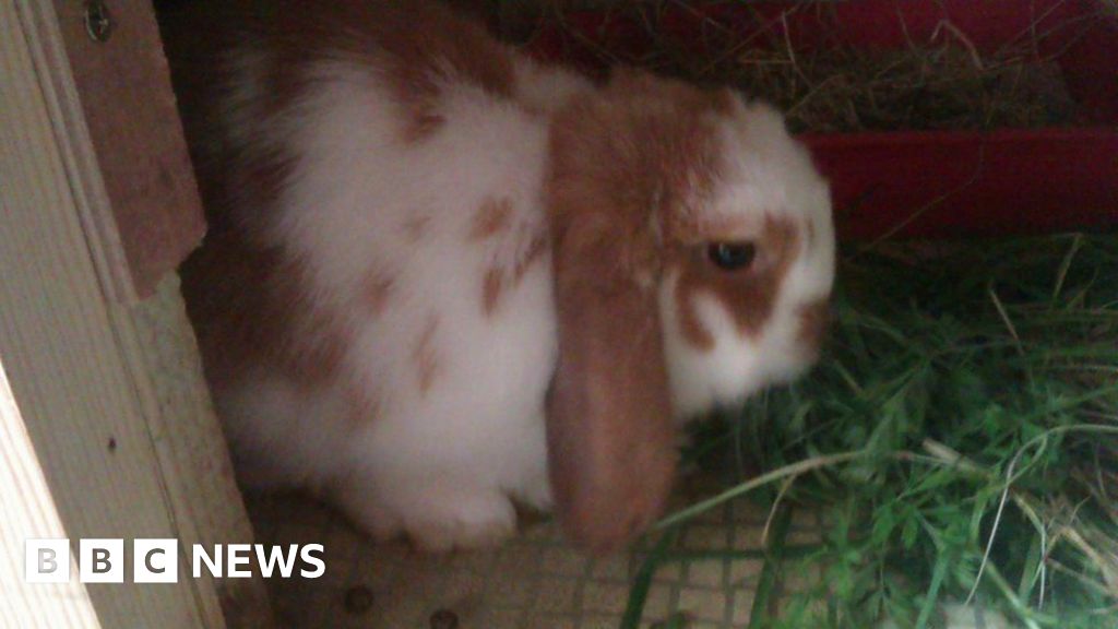 Jack the rabbit treated for aggressive behaviour - BBC News