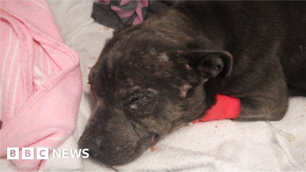 Missing dog found after four years with serious injuries - BBC News