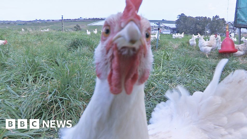 What if the animals we eat run out of food? - BBC News