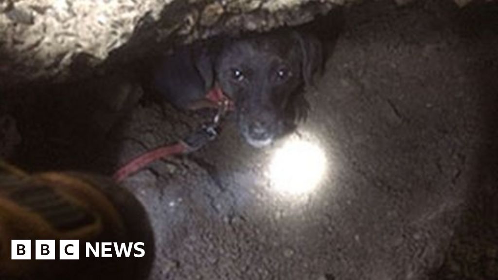 Stuck dog rescued from beneath Bath FC stand - BBC News