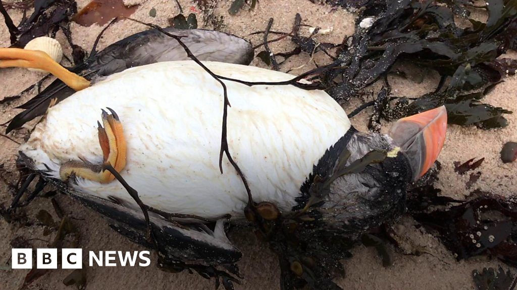 Mystery of dead puffins washing up in Orkney
