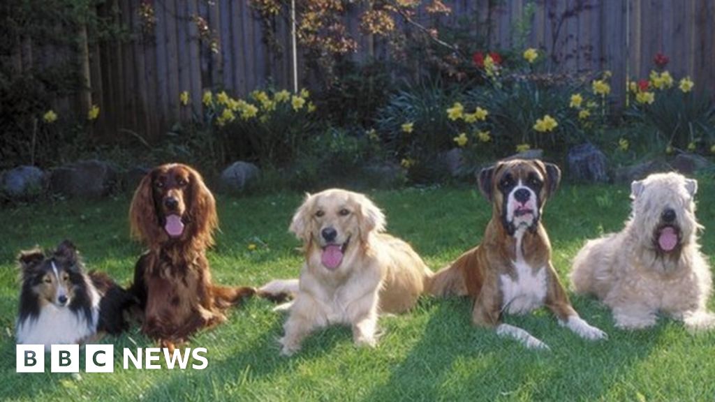 The vet will see you now... - BBC News