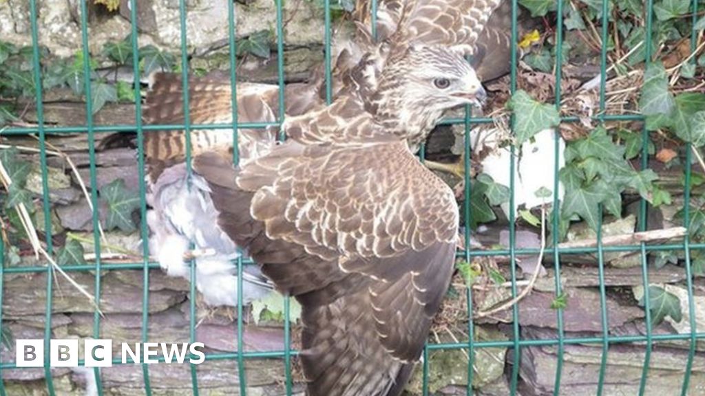 RSPCA rescues bird of prey trapped in wire fence - BBC News
