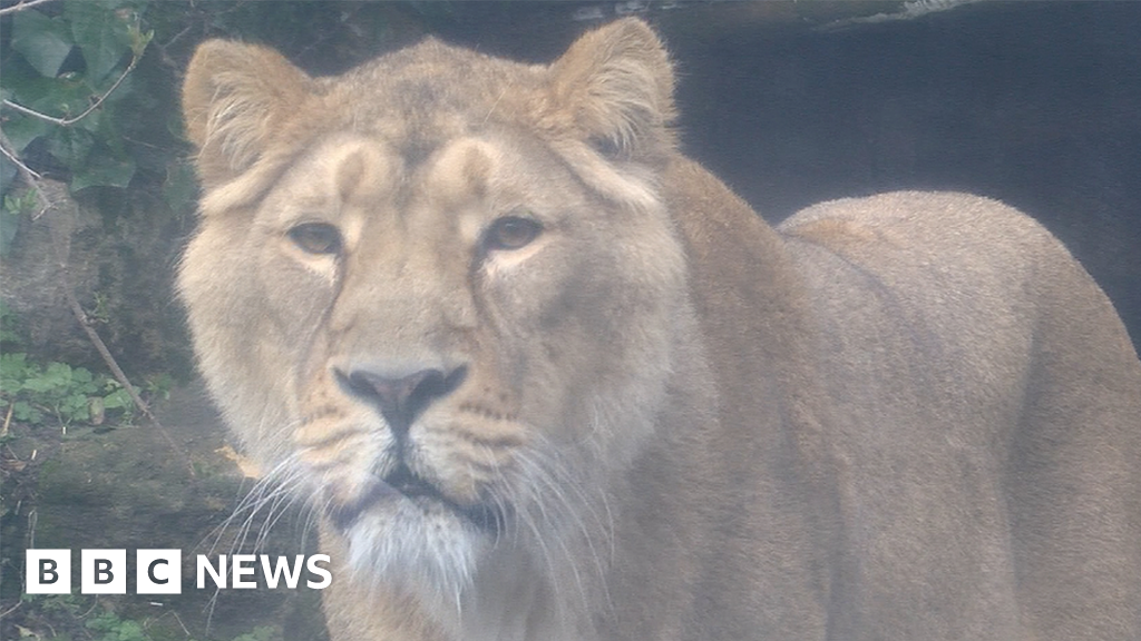 Bristol Zoo lions move to Big Cat Sanctuary in Kent - BBC News