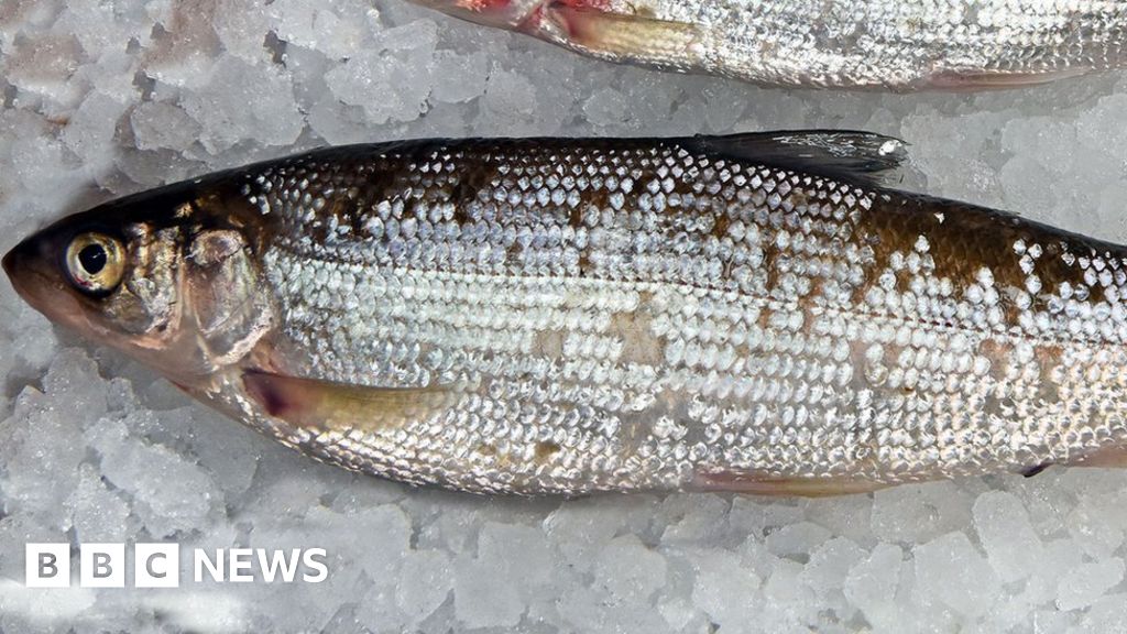 Lough Neagh Pollan gets special European status