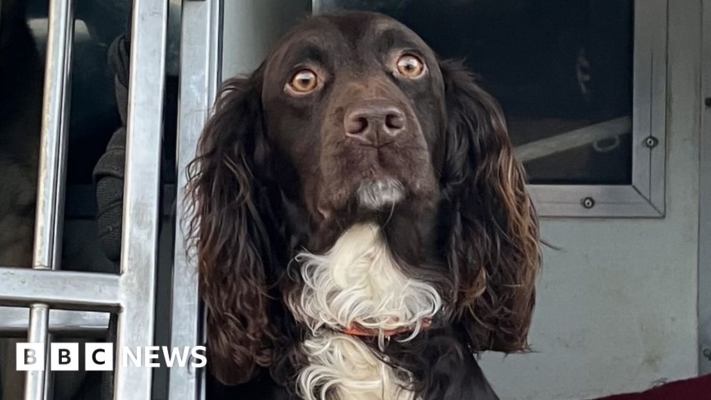 Northamptonshire: 'Our working dogs are crucial to us' - BBC News