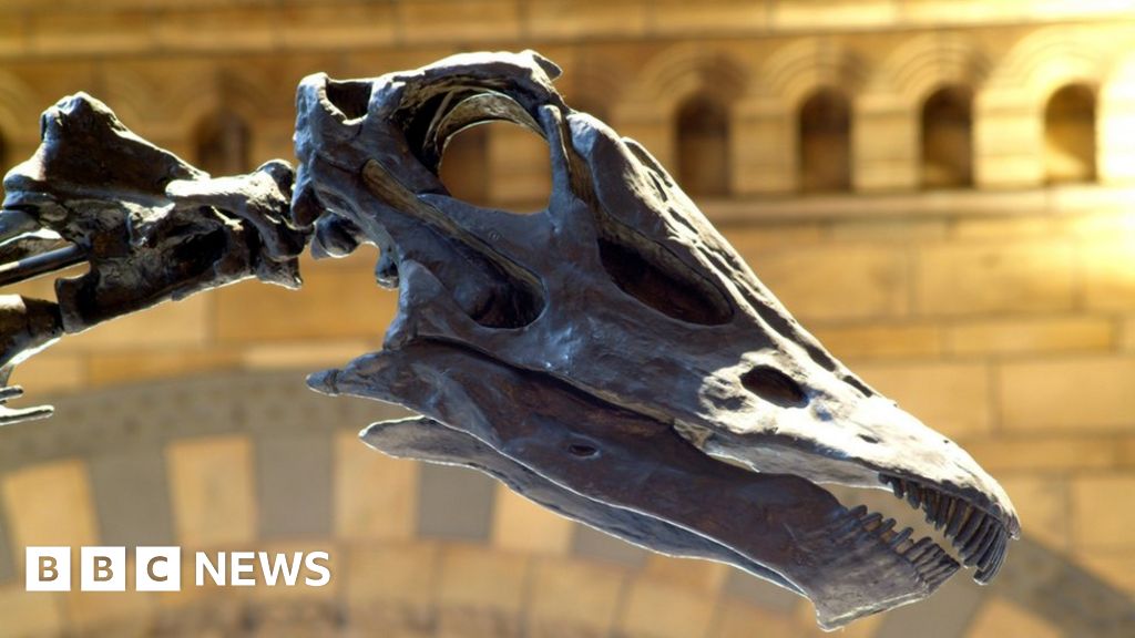'Dippy' the dinosaur to go on display at National Museum in Cardiff ...