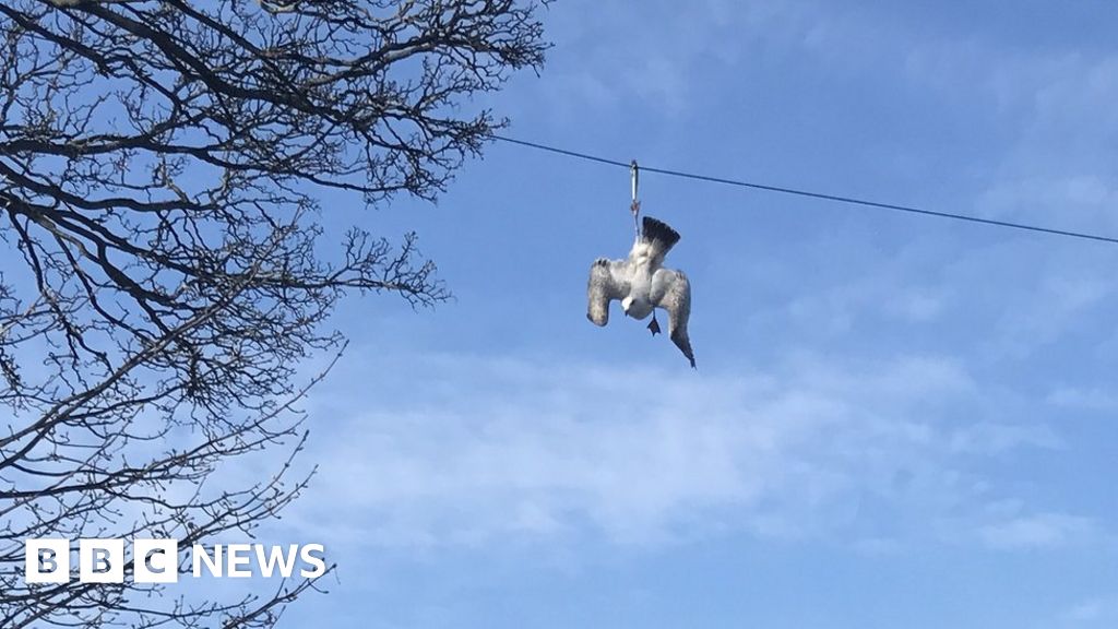 Sunderland seagull stuck 30ft in air takes zip-wire ride to safety ...