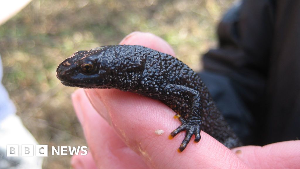 Newts discovered in Coldingham broadband works - BBC News