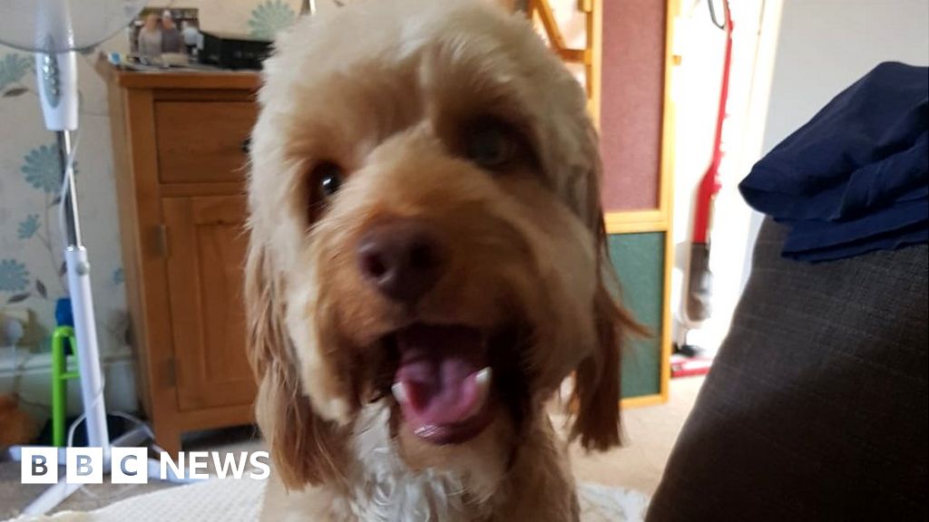 Bull terriers kill cockapoo and bite owner in 'frenzied' attack - BBC News