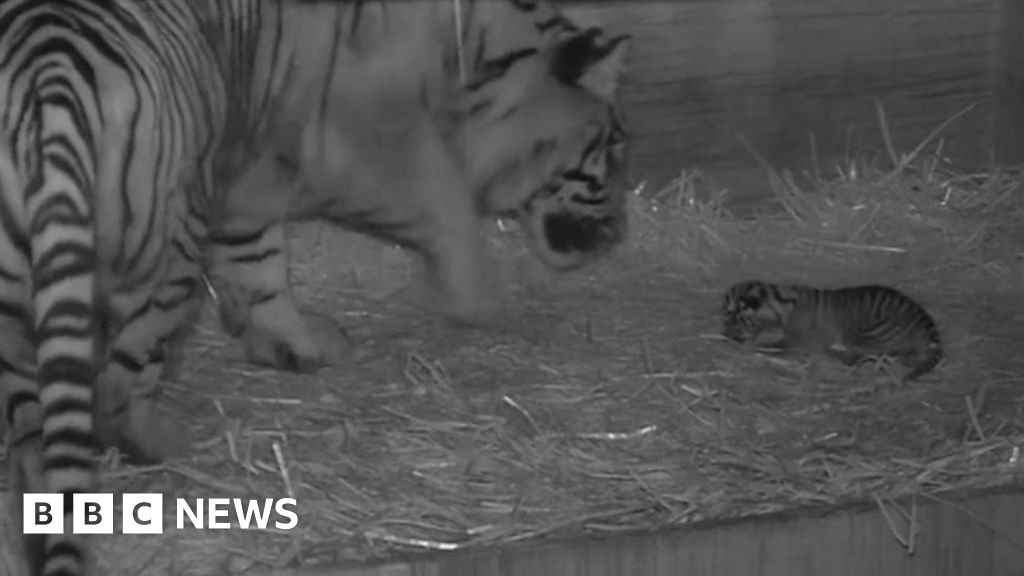 A rare Sumatran tiger is born at a North Yorkshire zoo - BBC News