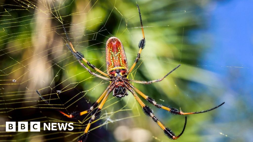 Spider silk helps creates microscope superlens - BBC News