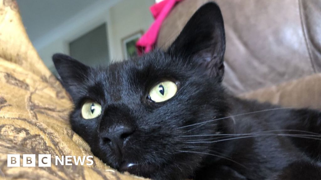 Cat shot in face awarded PDSA's 'pet survivor of the year' - BBC News