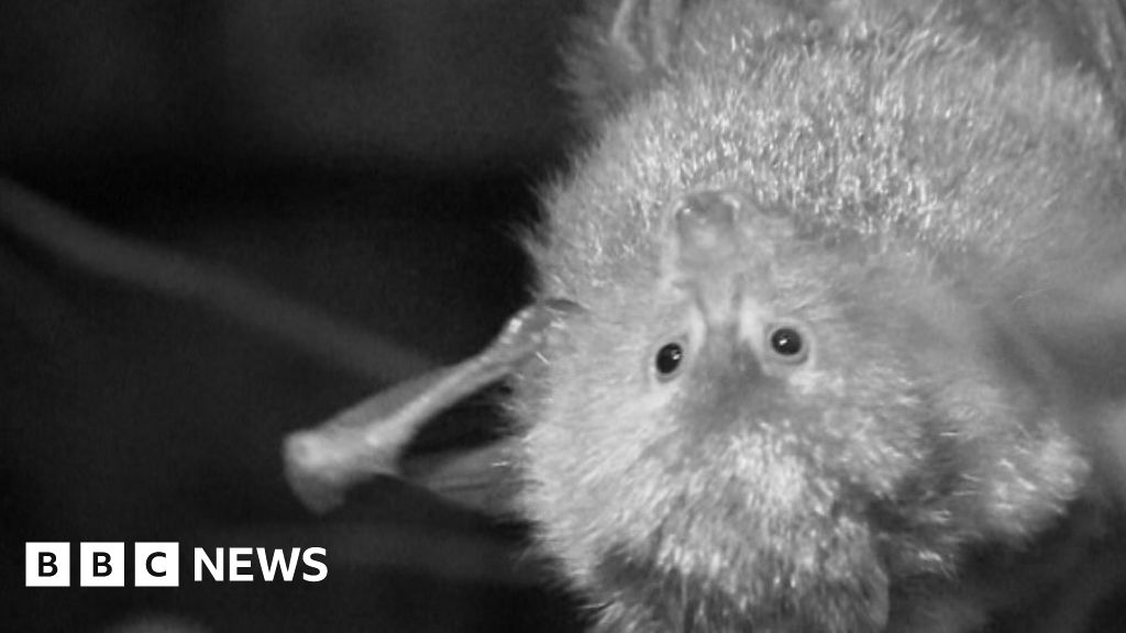 Building a bat language database for a new bat detector - BBC News