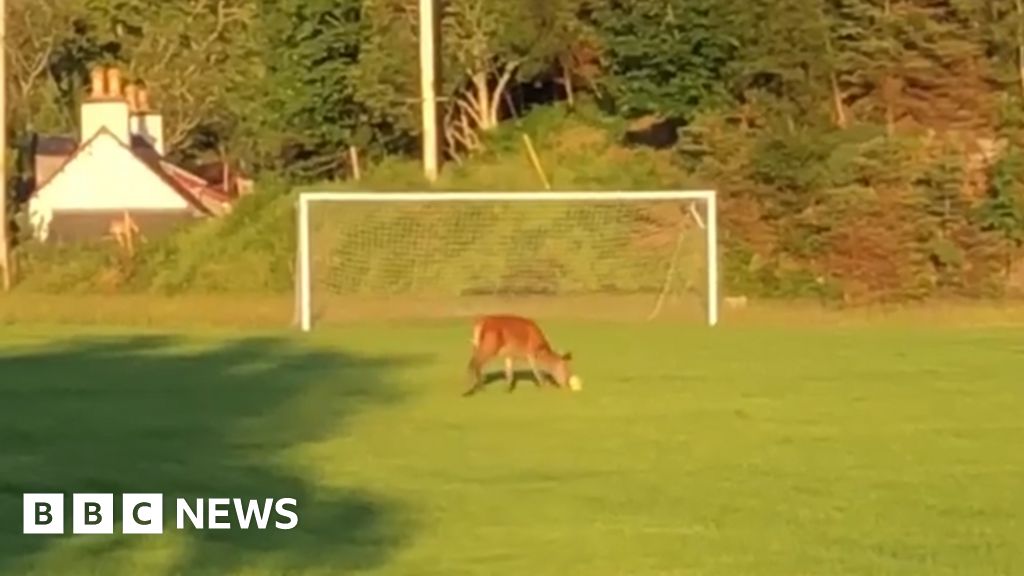 Deer enjoys playing football in the Scottish Highlands - BBC News