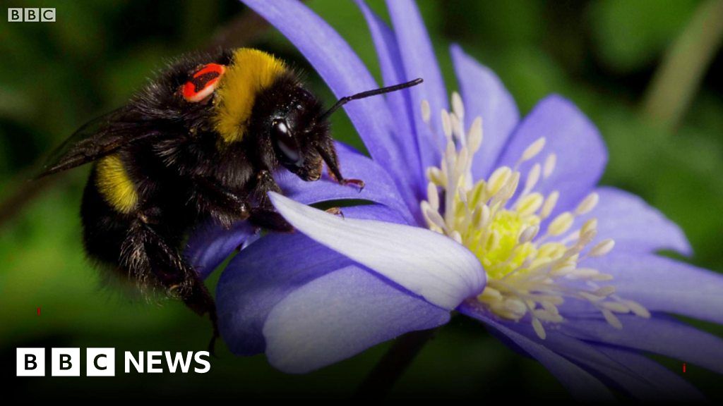 Bees fitted with 'number plates' released in London - BBC News