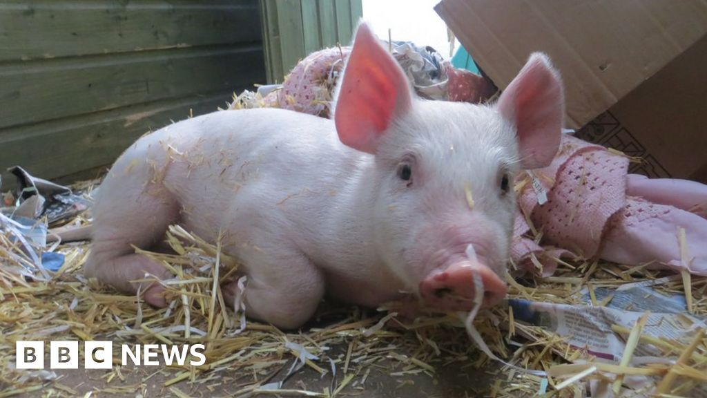 Escaped piglet caught on M90 in Dunfermline - BBC News
