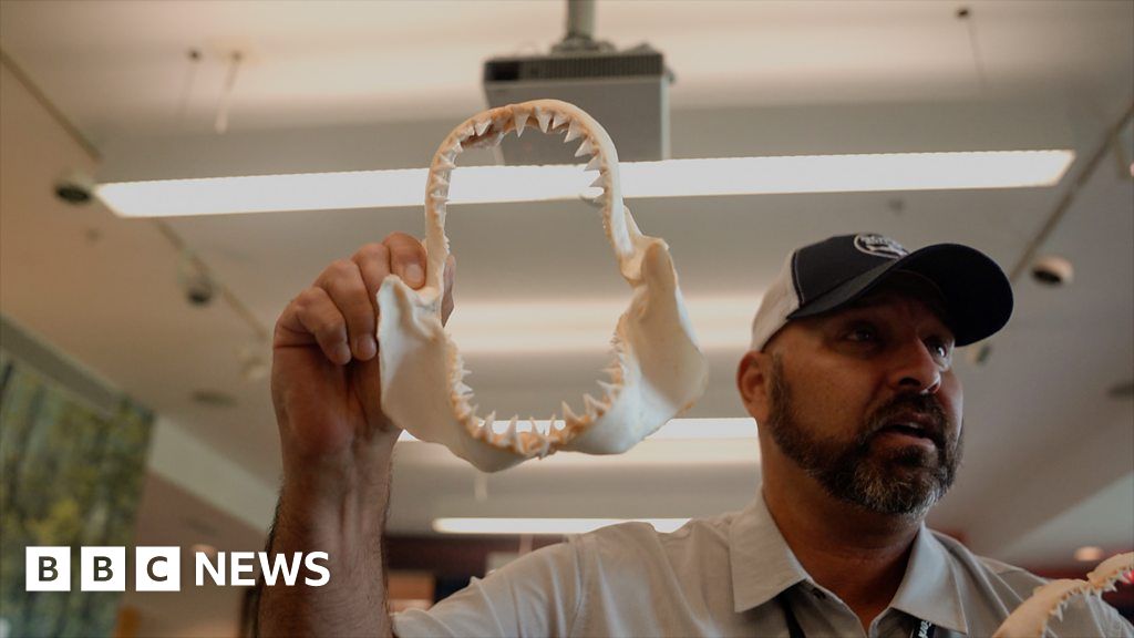 Why we need sharks in our oceans - BBC News