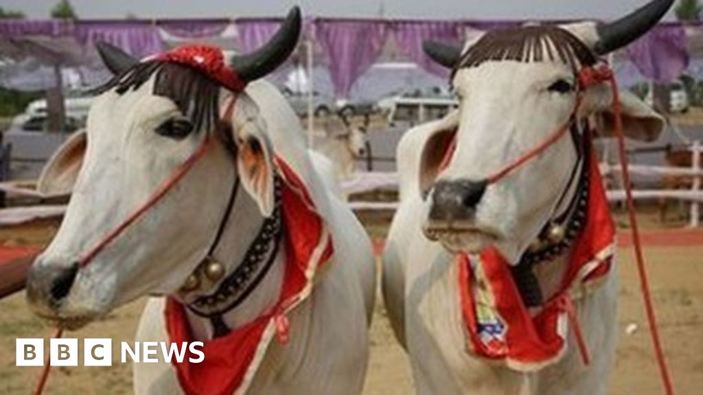 India's bovine beauties - BBC News