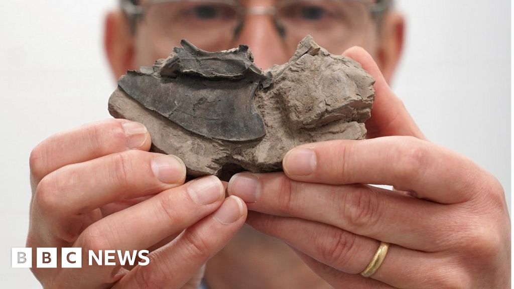 Bird fossils dating back 50 million years gifted to National Museums ...