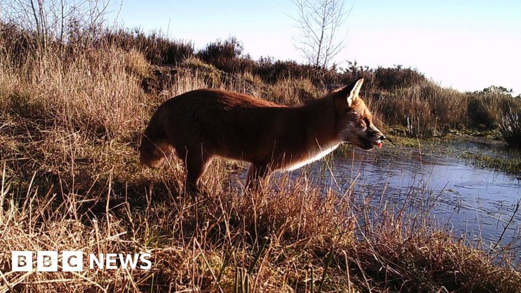 Vicar Water Country Park cameras capture deer, foxes and rare bird ...