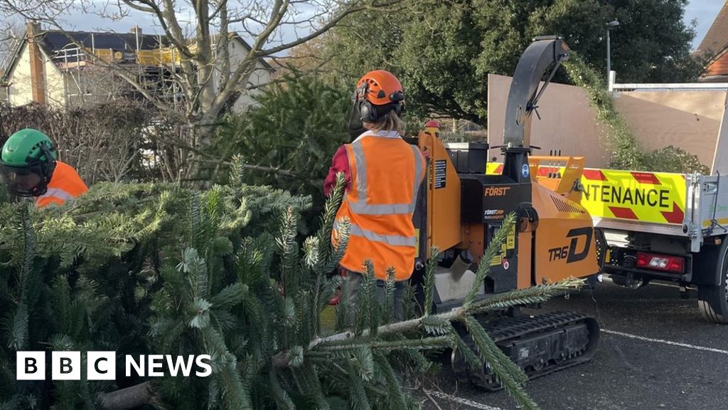 Hundreds of Christmas trees chipped for community schemes in East Devon ...