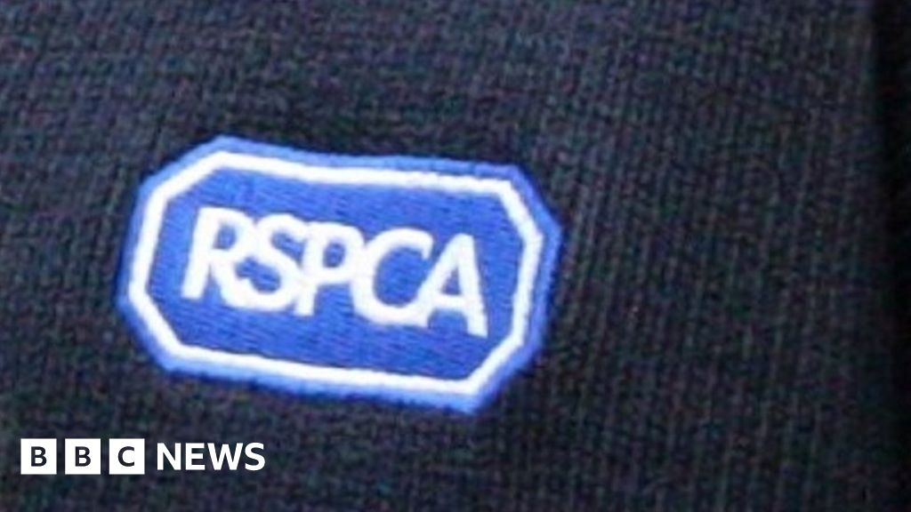 Appeal after body of headless cat found in Kidderminster - BBC News