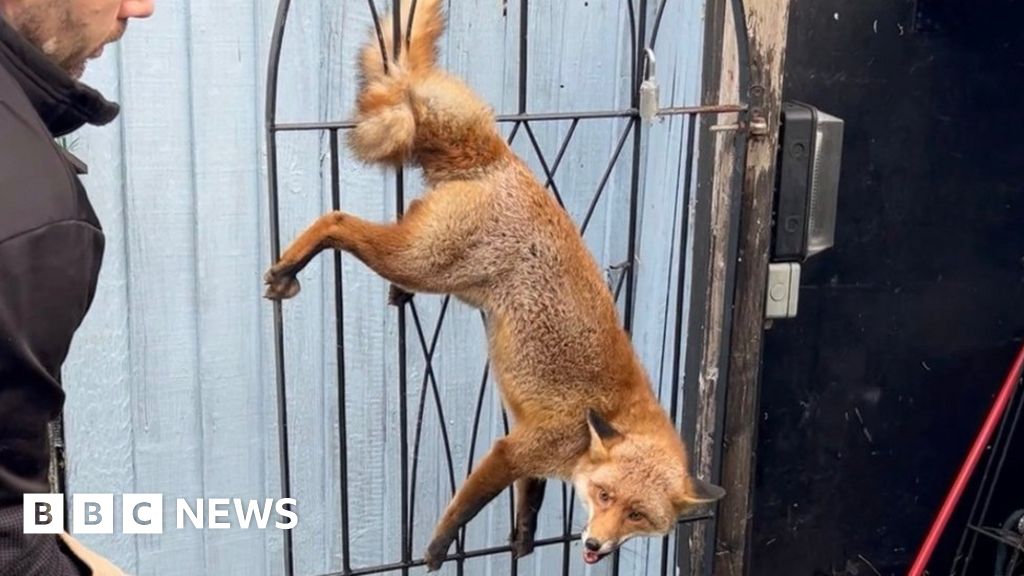 Leatherhead's Wildlife Aid treats fox found hanging by tail from gate ...