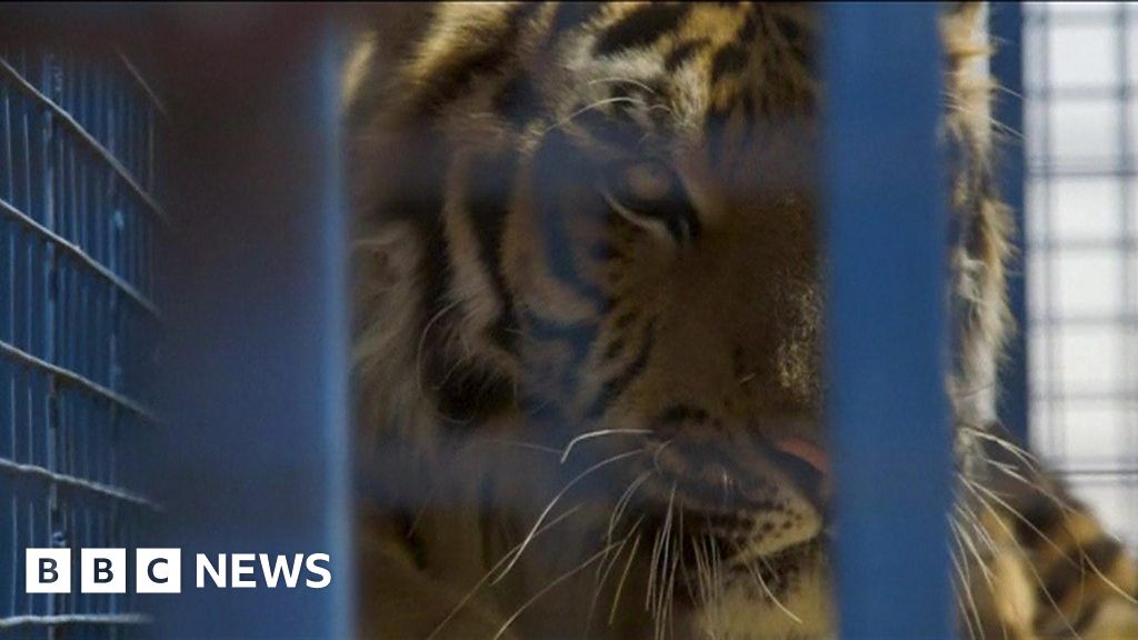 Aleppo zoo animals rescued and taken to Turkey - BBC News