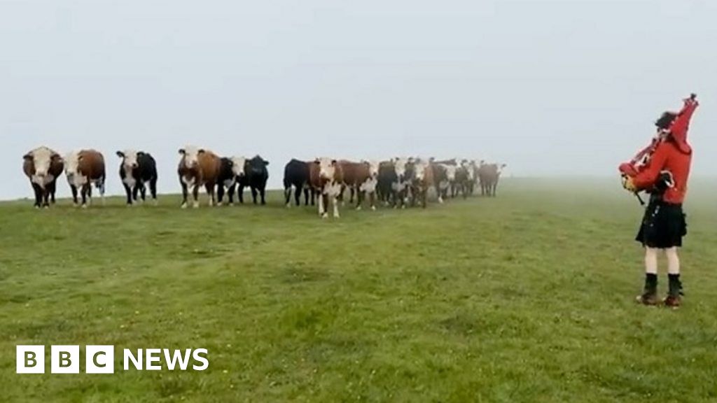 Isle of Wight charity walker treats cows to bagpipe performance - BBC News