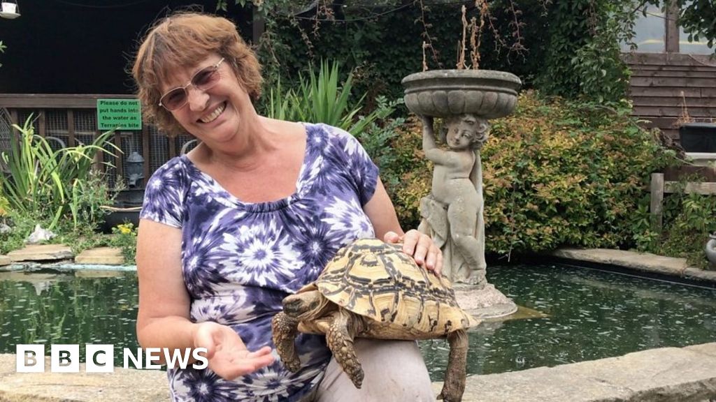 'Tortoise Lady' Ann on caring for the determined reptile