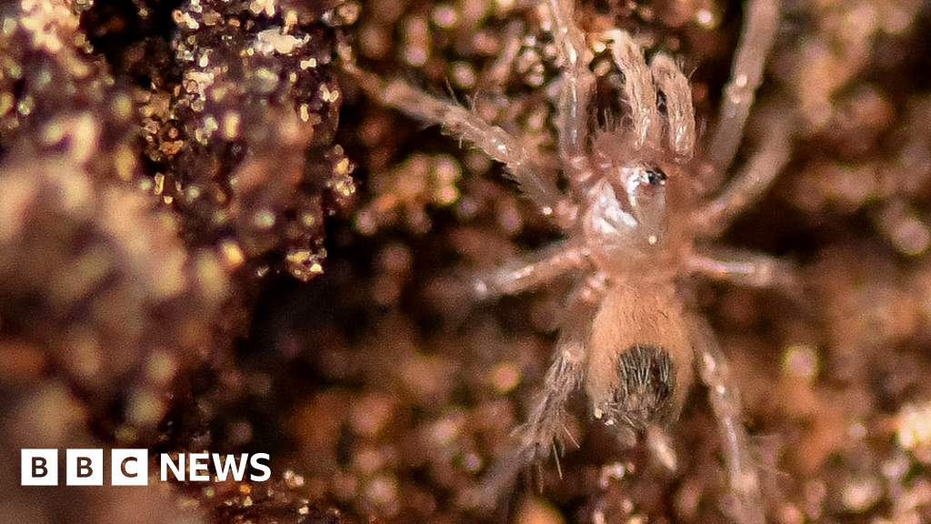 Hundreds of tiny Montserrat tarantulas hatch in zoo - BBC News