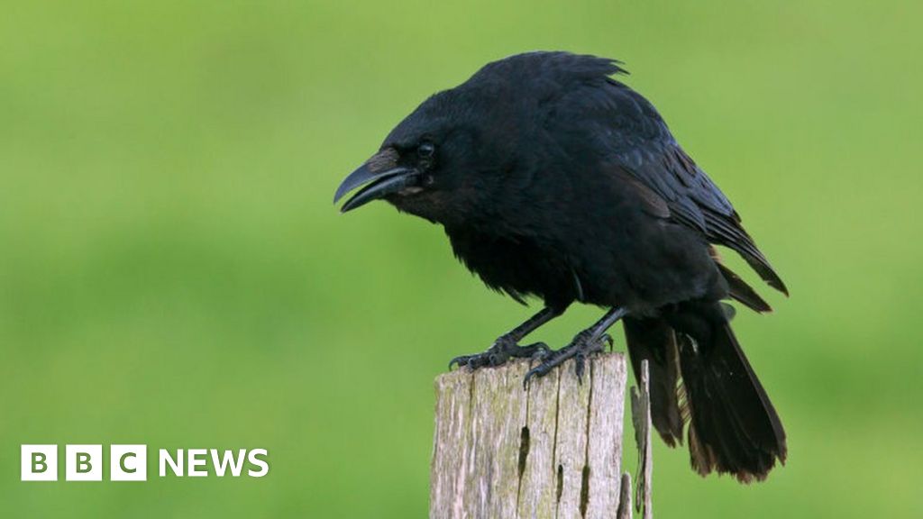 Essex crow terrorises cars by destroying windscreen wipers
