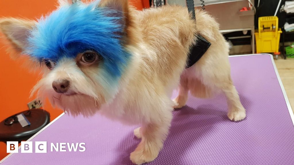 The pampered pooches turning heads in north Wales - BBC News