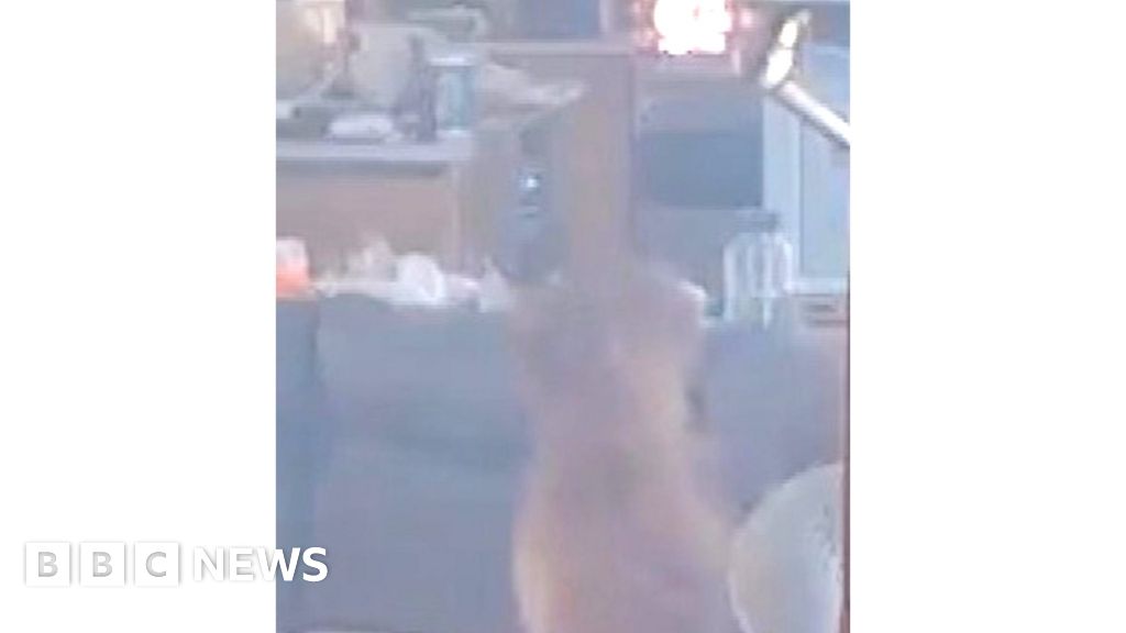 Dog starts fire... - BBC News