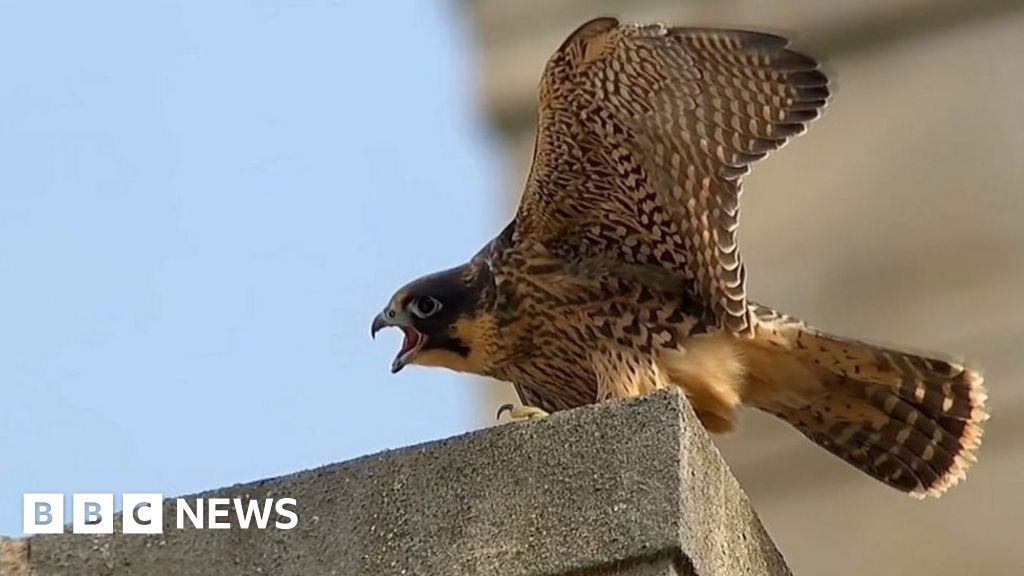 Peregrine falcon nest to be installed on Bradford chimney - BBC News