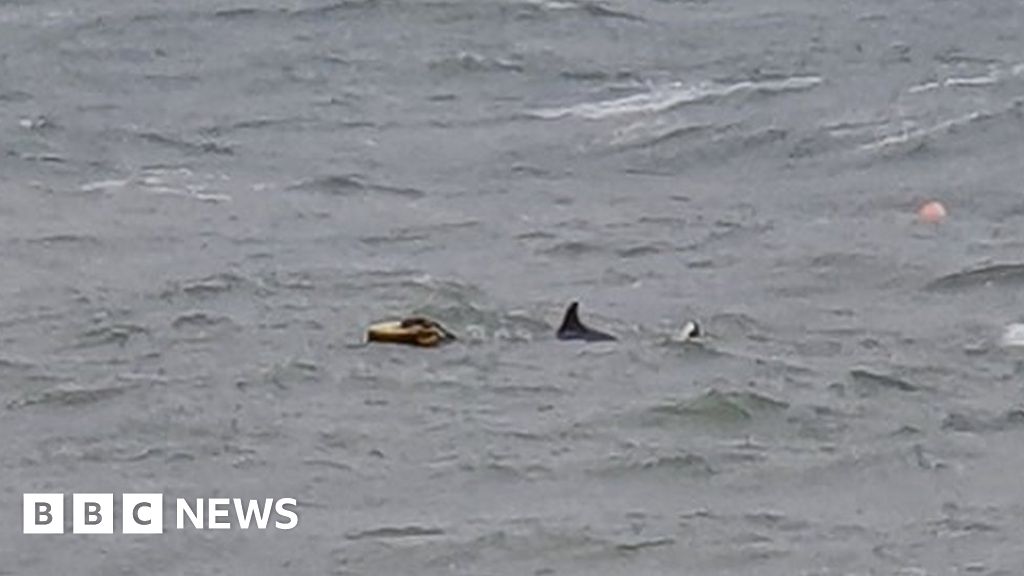 Trapped 'Danny the Dolphin' freed by fisherman off Swanage - BBC News