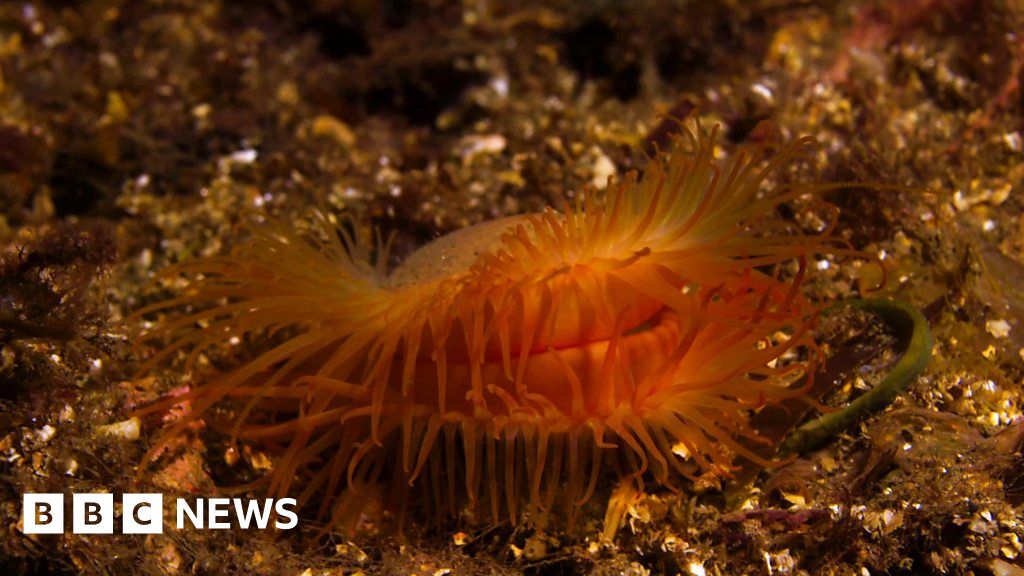 Divers film flame shell reef 'destruction' - BBC News
