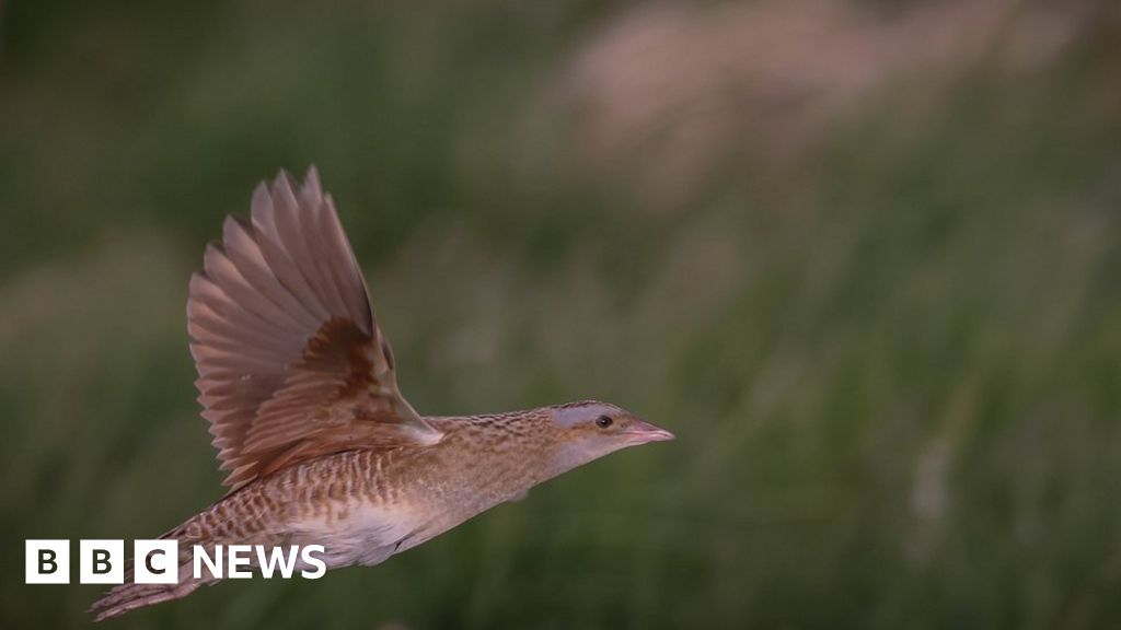 Four rare male corncrake birds recorded on Rathlin Island - BBC News