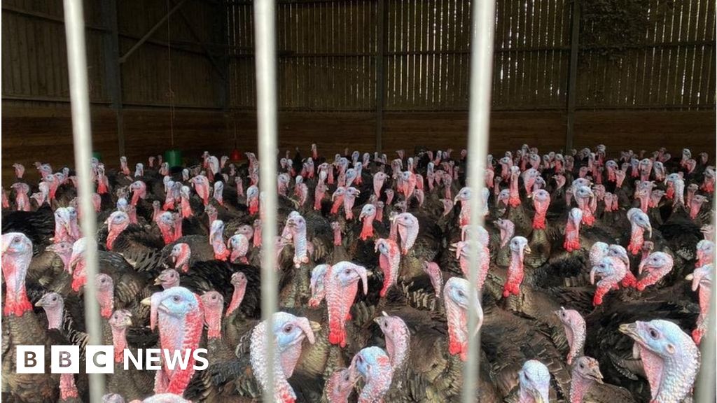 Bird flu fears force Devon and Cornwall turkey flocks indoors - BBC News
