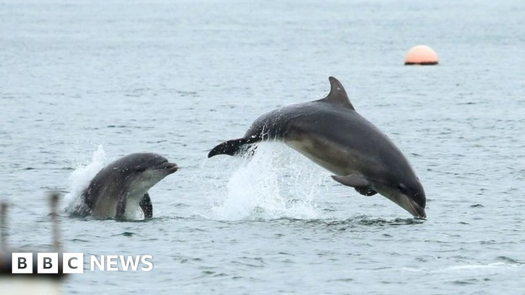 Arctic visitors in Irish waters and the dark side of dolphins