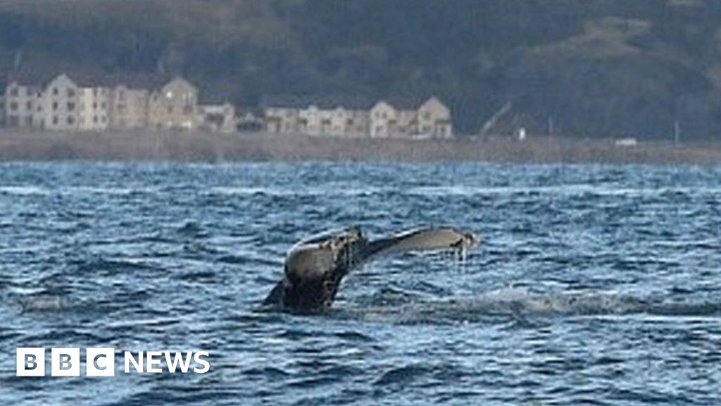 Humpback whale spotted feeding in the Firth of Forth - BBC News