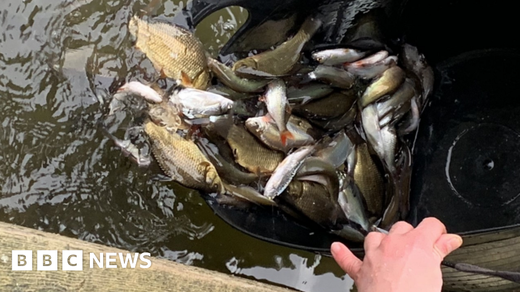 Cornish and Plymouth rivers restocked with 8,000 fish