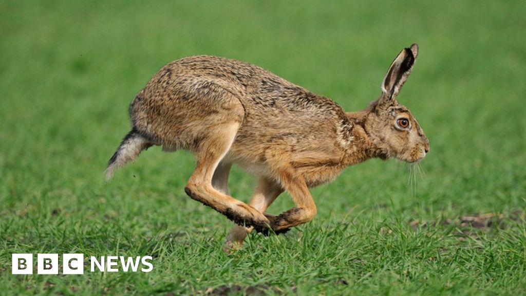 Fears over rise in hare coursing in Scotland - BBC News