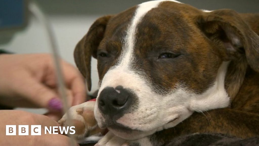 Puppy beaten in 'horrific' Birmingham park gang attack - BBC News