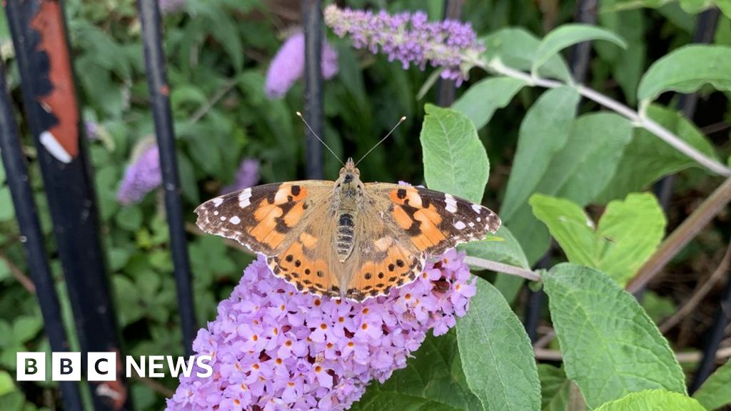 Painted lady butterflies emerge in once-a-decade phenomenon - BBC News