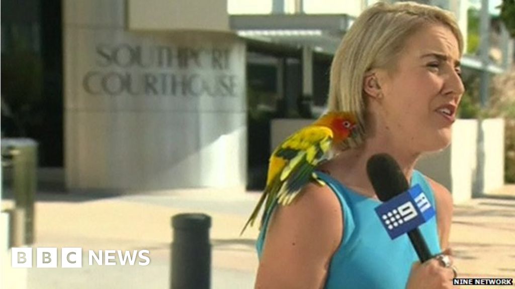 Parrot lands on unsuspecting Australian TV reporter - BBC News