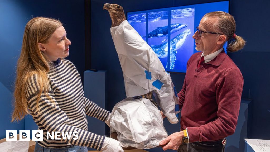 Guernsey Museum opens new Amazing Creatures exhibition - BBC News