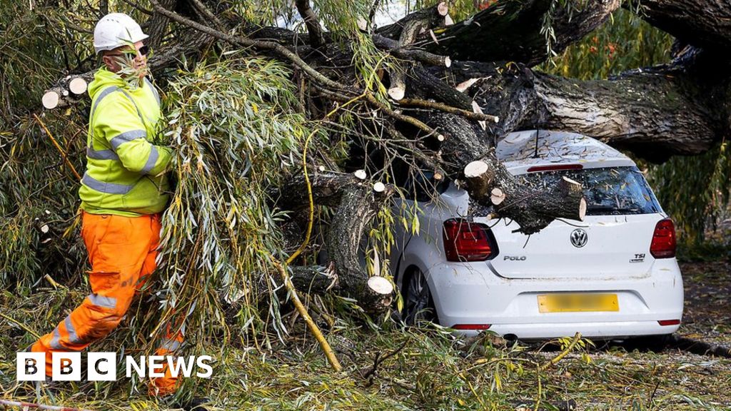 Car crushed in Exeter street by fallen tree - BBC News