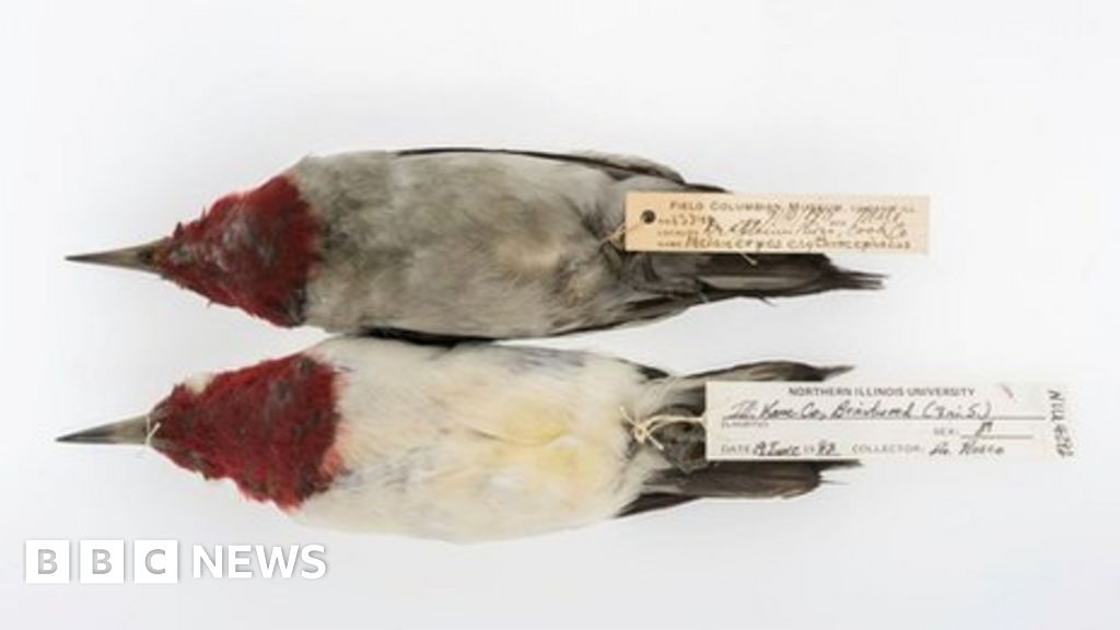 'Sooty birds' reveal hidden US air pollution - BBC News